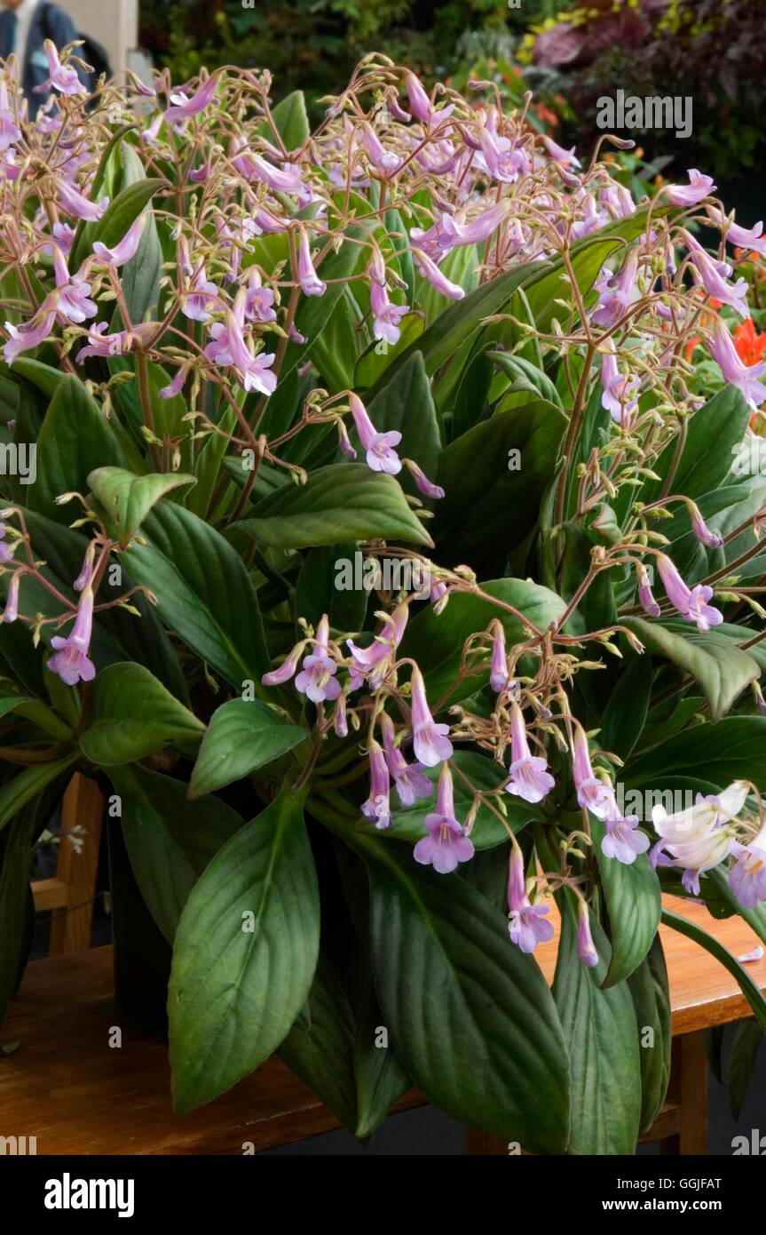 Chirita 'Chastity' MIW251823 Stock Photo - Alamy