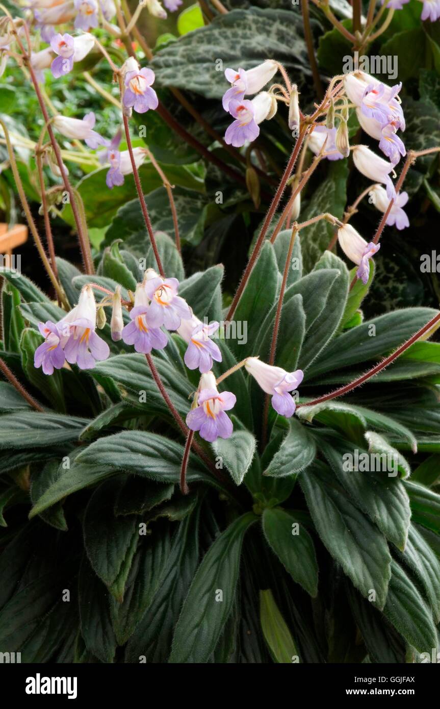 Chirita 'Stardust' MIW251825 Stock Photo - Alamy