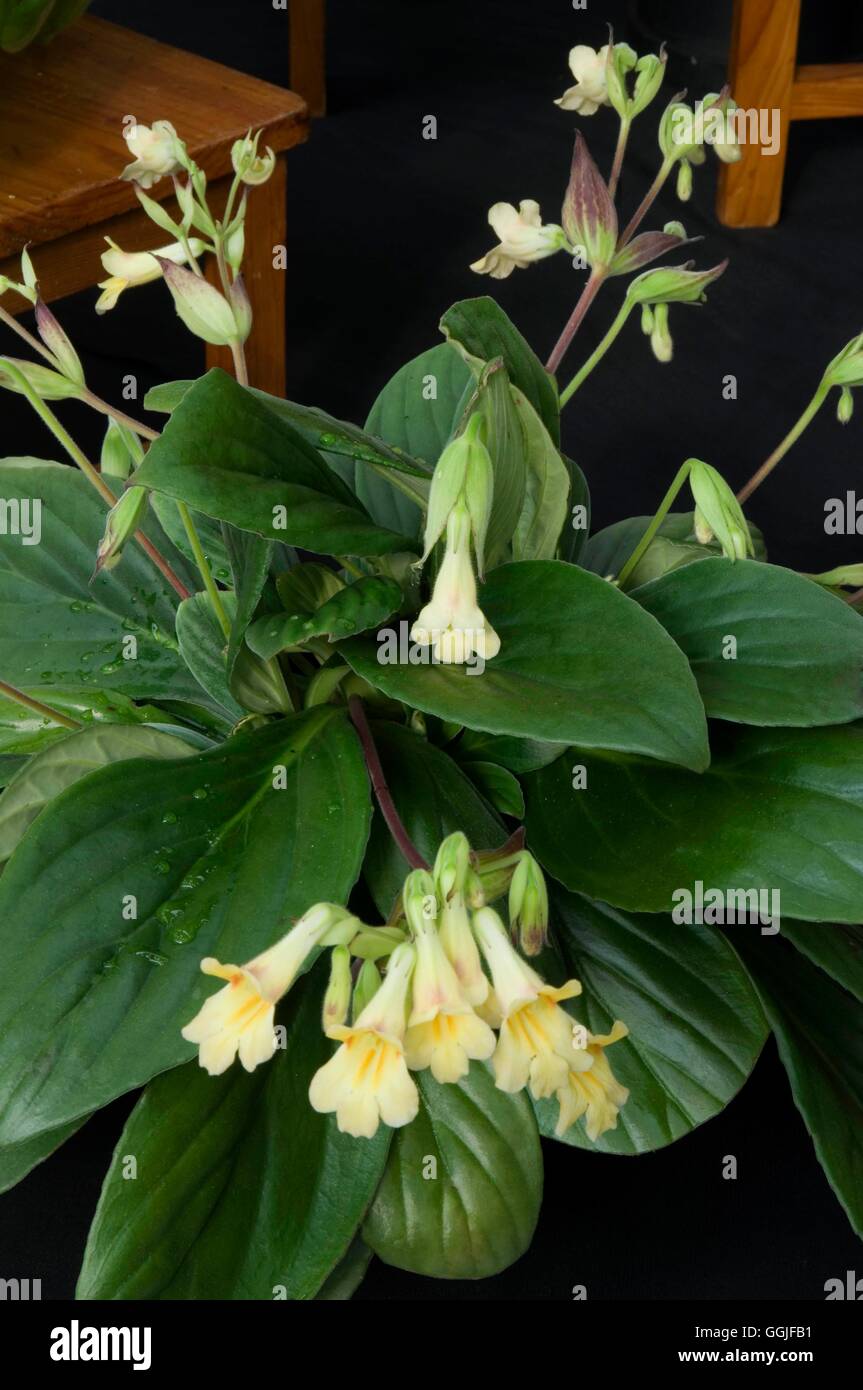 251828 hi-res stock photography and images - Alamy