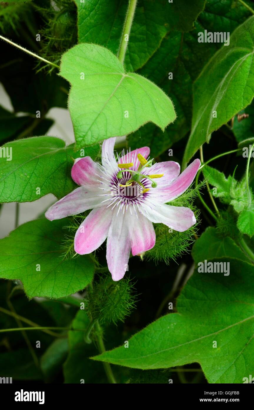 Passiflora feotida MIW251836 Stock Photo - Alamy