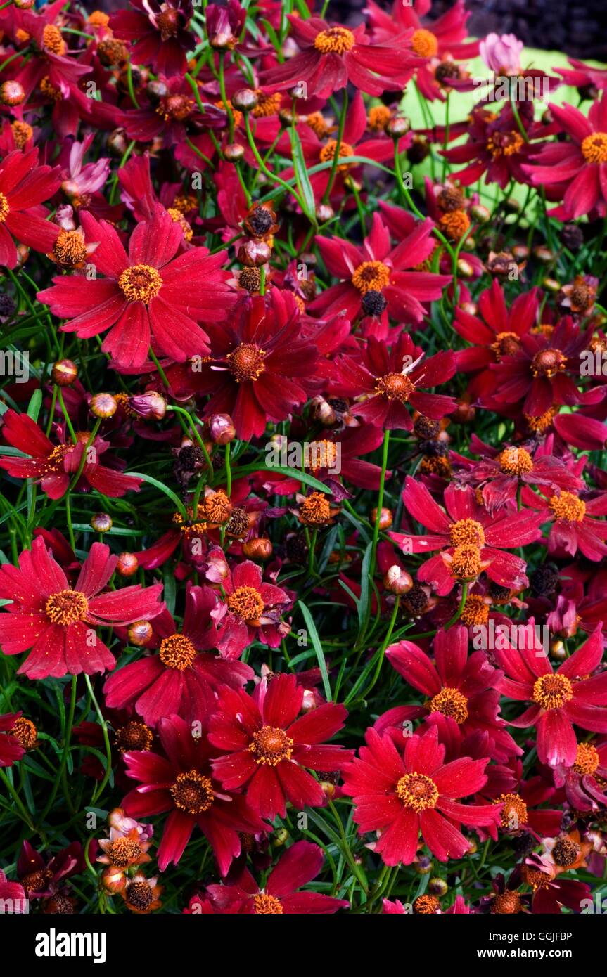 Coreopsis Limerock Ruby