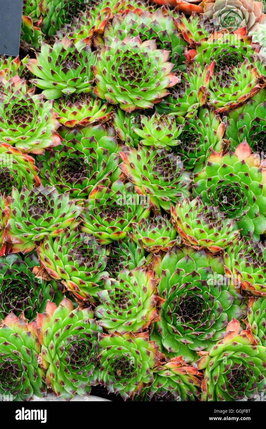 Sempervivum reinhard hi-res stock photography and images - Alamy