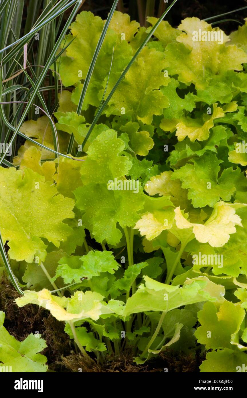 Heuchera 'Lime Ricky' MIW251849 Stock Photo - Alamy