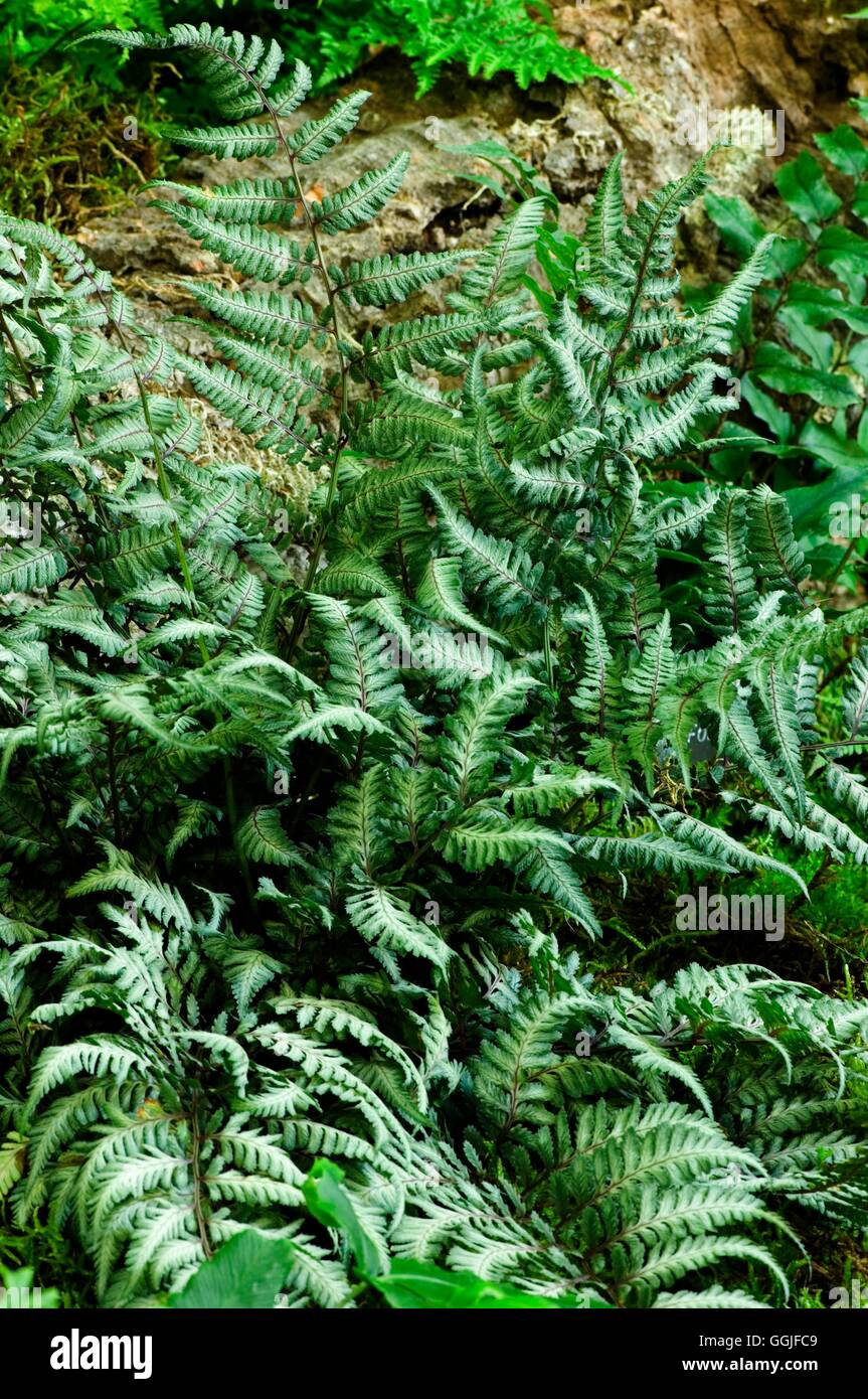 Athyrium nipponicum hi-res stock photography and images - Alamy
