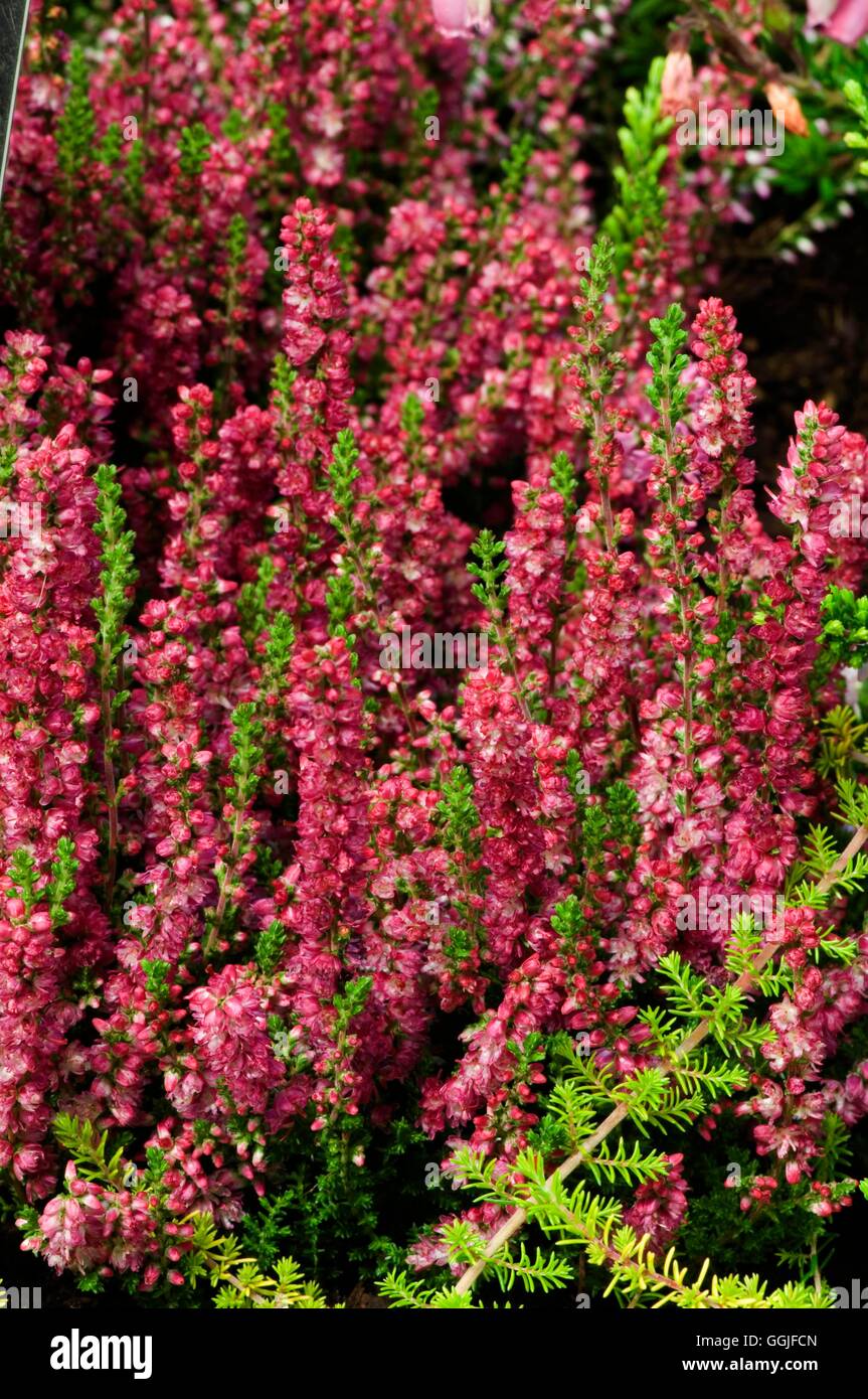 Calluna vulgaris 'Dark Beauty' MIW251867 Stock Photo - Alamy