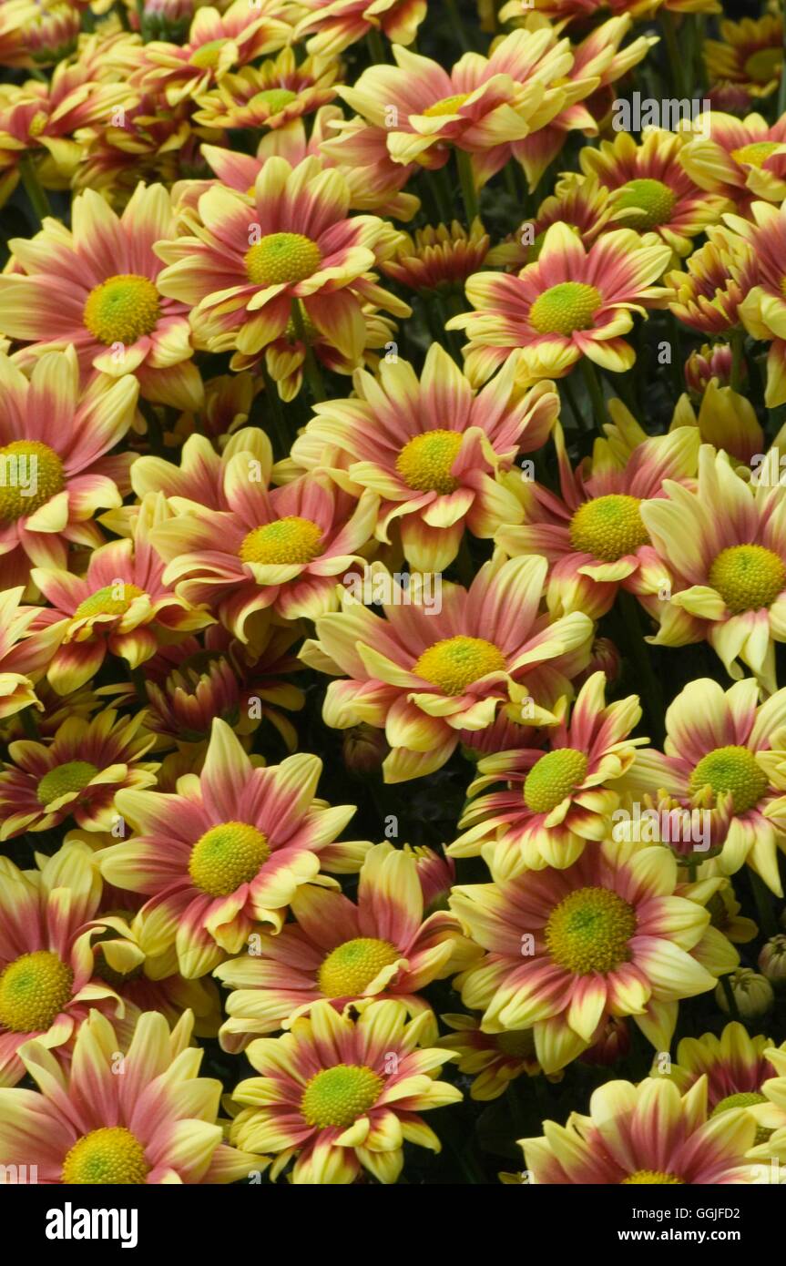 Orinocoyellow hi-res stock photography and images - Alamy