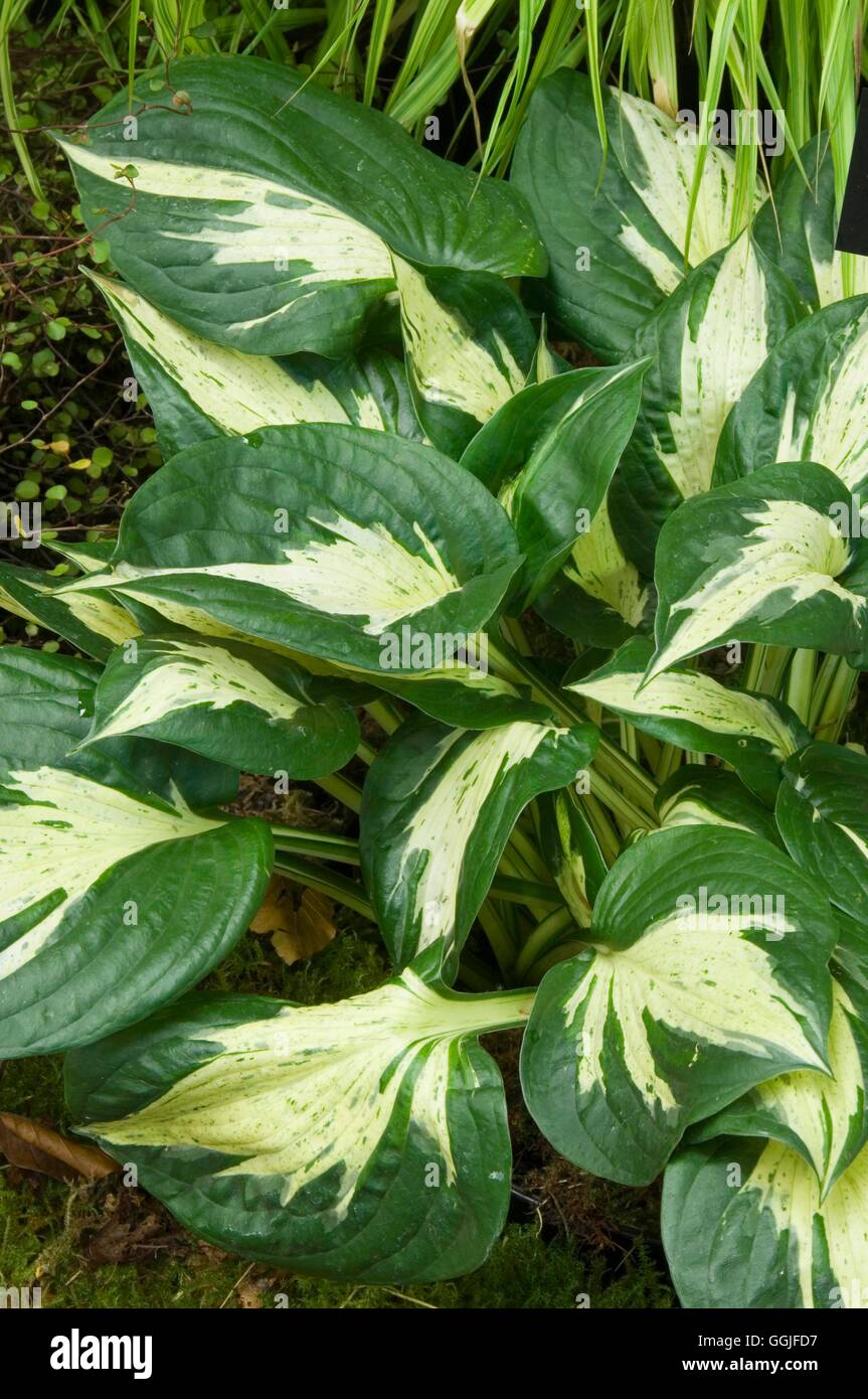 Hosta revolution variegated foliage perennial 251880 251880 hi-res ...