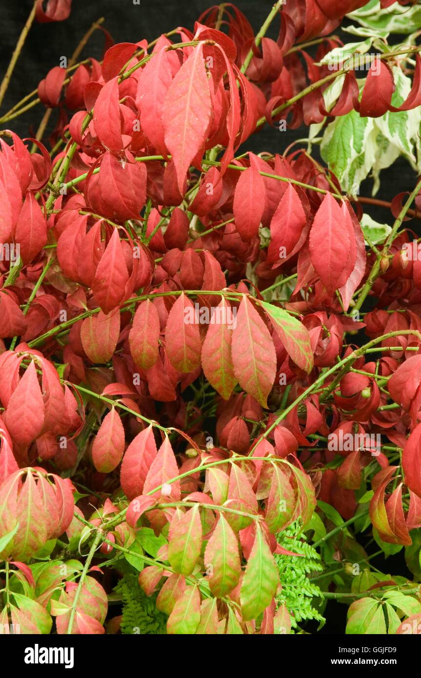 Euonymus alatus 'Compactus' MIW251882 Stock Photo - Alamy
