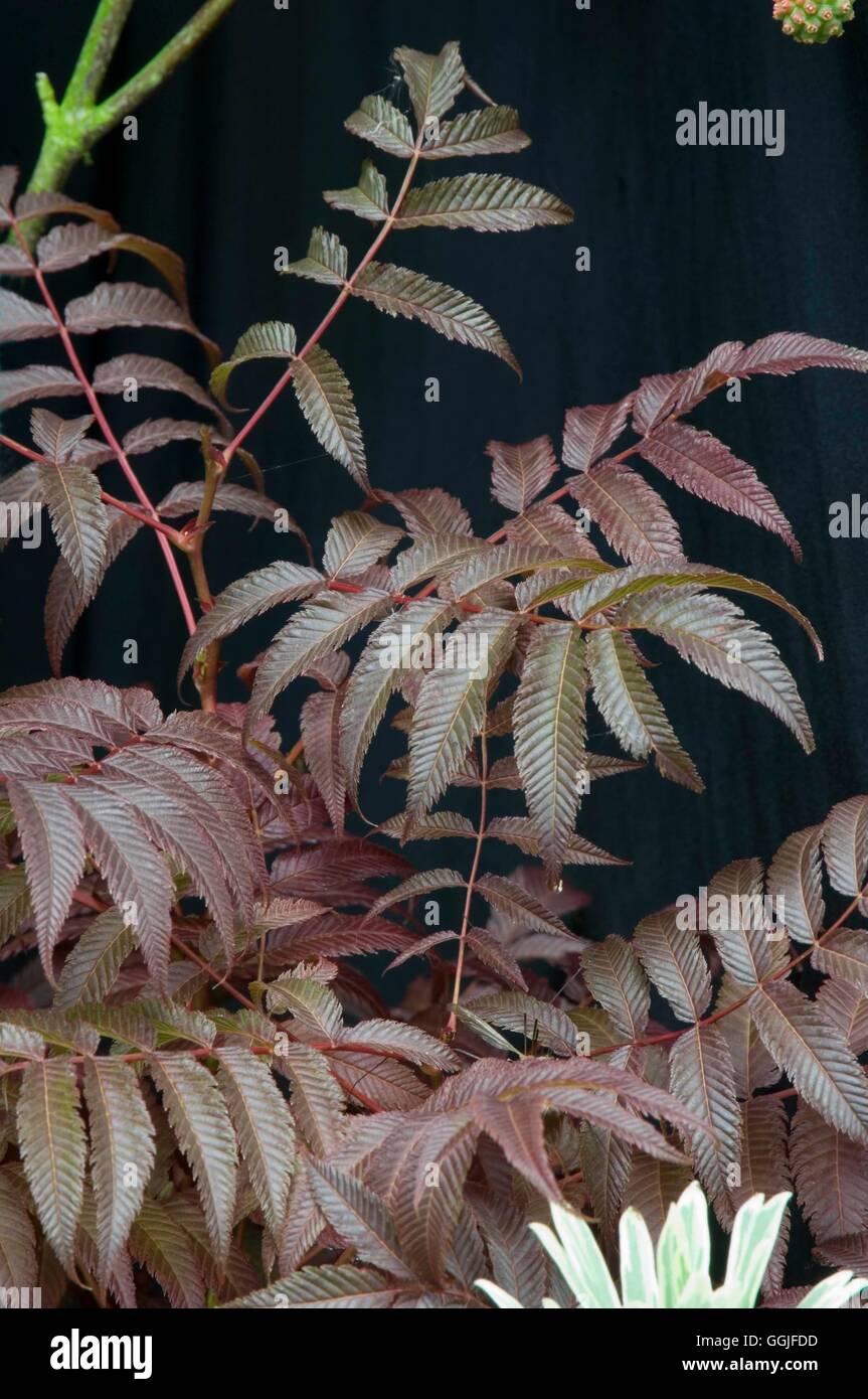 Sorbaria sorbifolia 'Sem' MIW251885 Stock Photo - Alamy