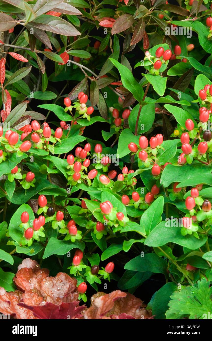 Hypericum 'Magical Red' MIW251895 Stock Photo - Alamy