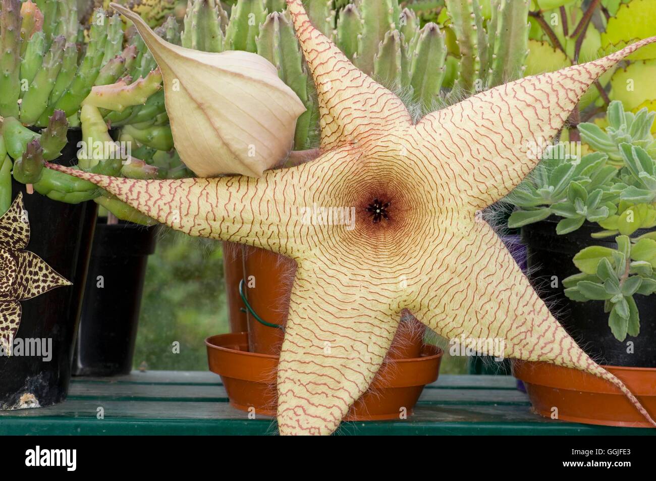 Stapelia gigantea- - Carrion Flower MIW251901 Stock Photo - Alamy