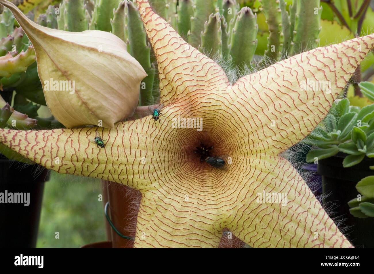 Stapelia gigantea- showing flies which act as polinator- - Carrion ...