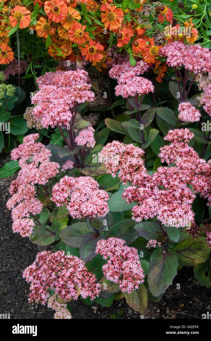 Sedum matrona hi-res stock photography and images - Alamy