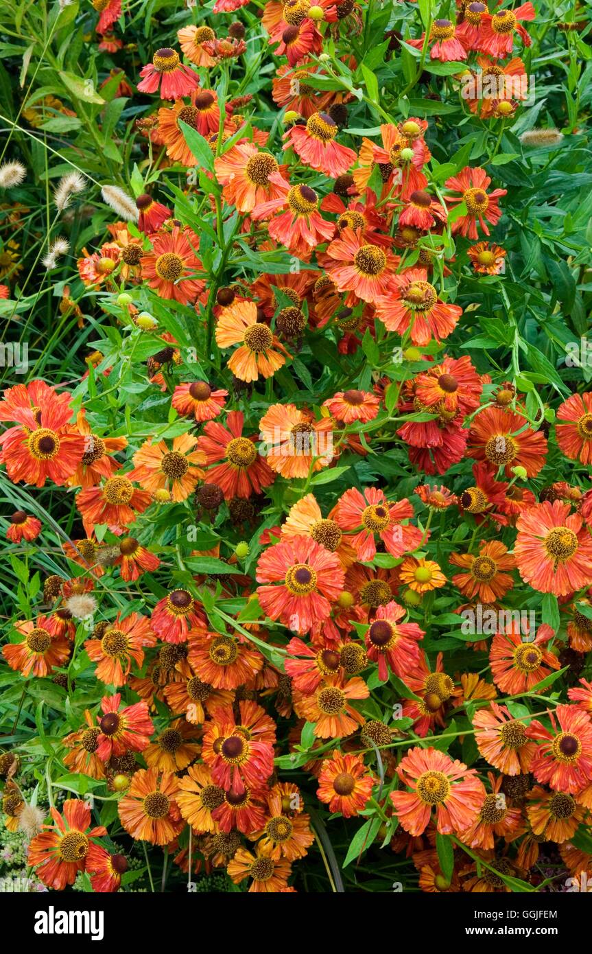 Helenium rubinzwerg hi-res stock photography and images - Alamy