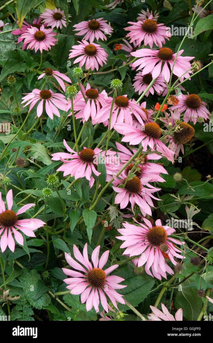 Purpurea hi-res stock photography and images - Alamy