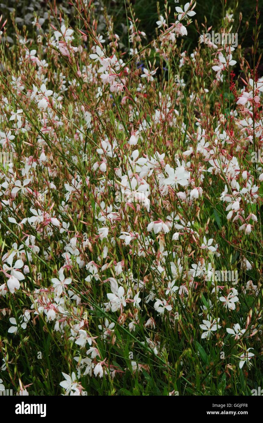 Gaura lindheimeri 'the bride hi-res stock photography and images - Alamy