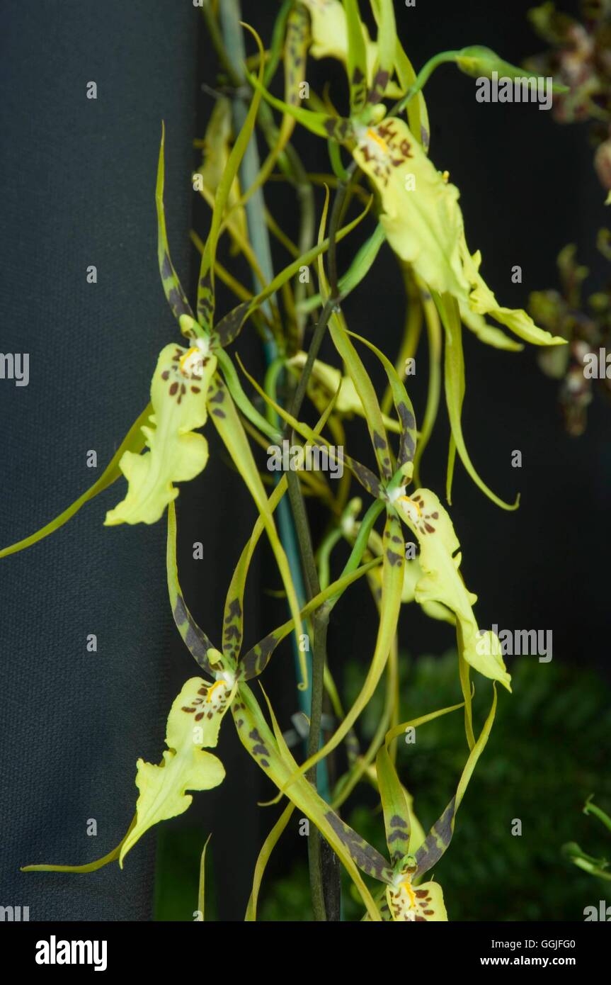 Brassidium hi-res stock photography and images - Alamy