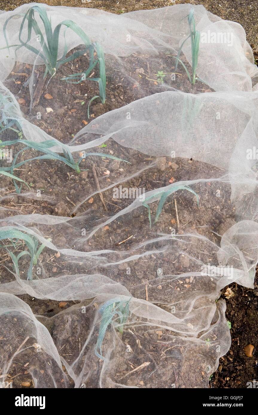 Protection against Pests- - Net over Leeks to guard against Leek Moth ...