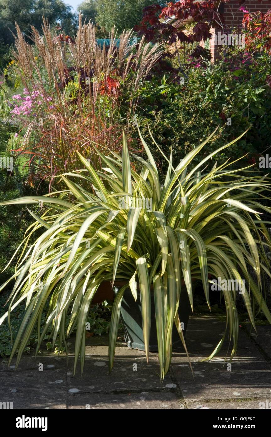 Phormium yellow wave hi-res stock photography and images - Alamy