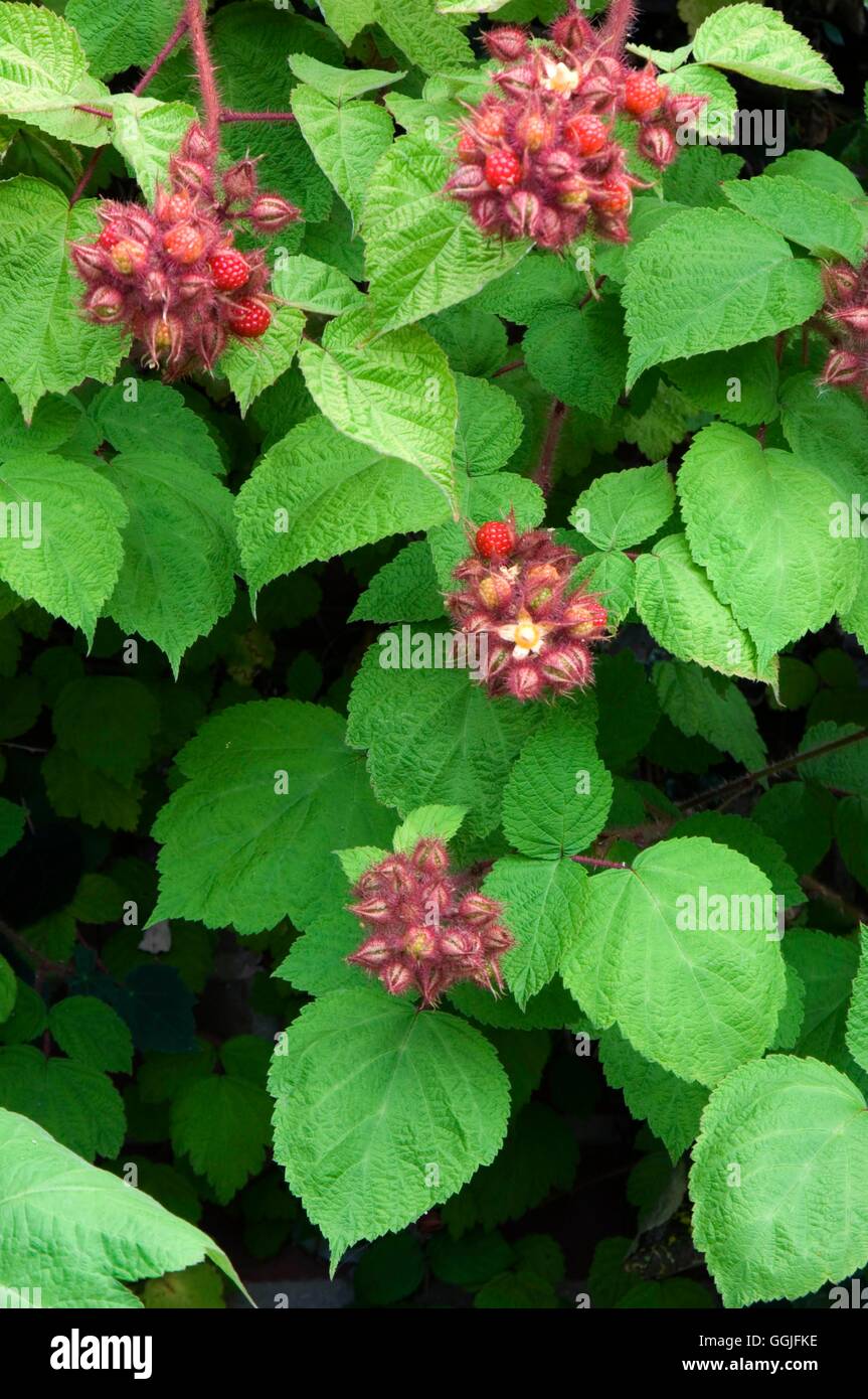 Japanese Wineberry- - (Rubus phoenicolasius) MIW252010 Stock Photo - Alamy