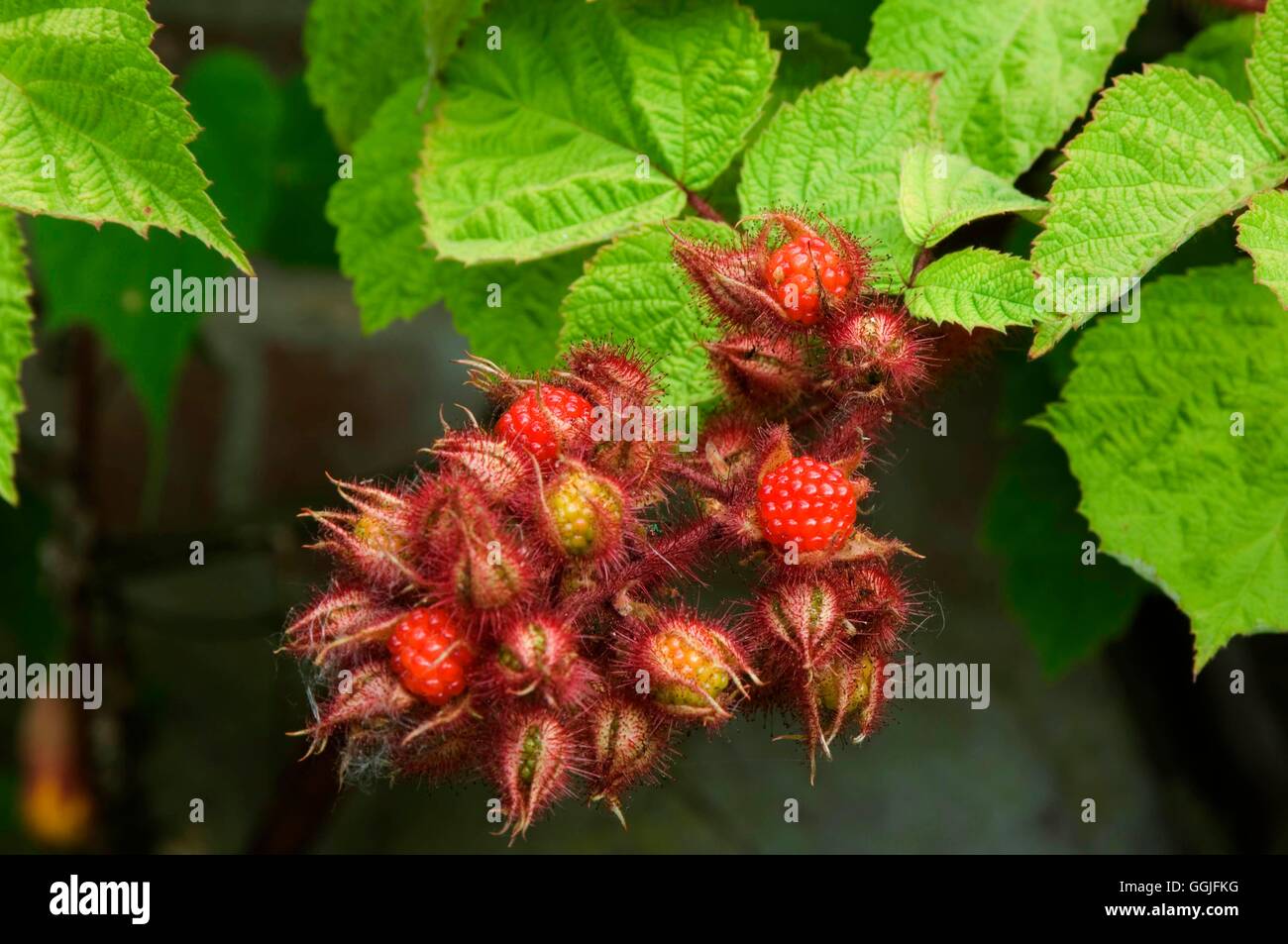Japanese Wineberry- - (Rubus phoenicolasius) MIW252012 Stock Photo - Alamy