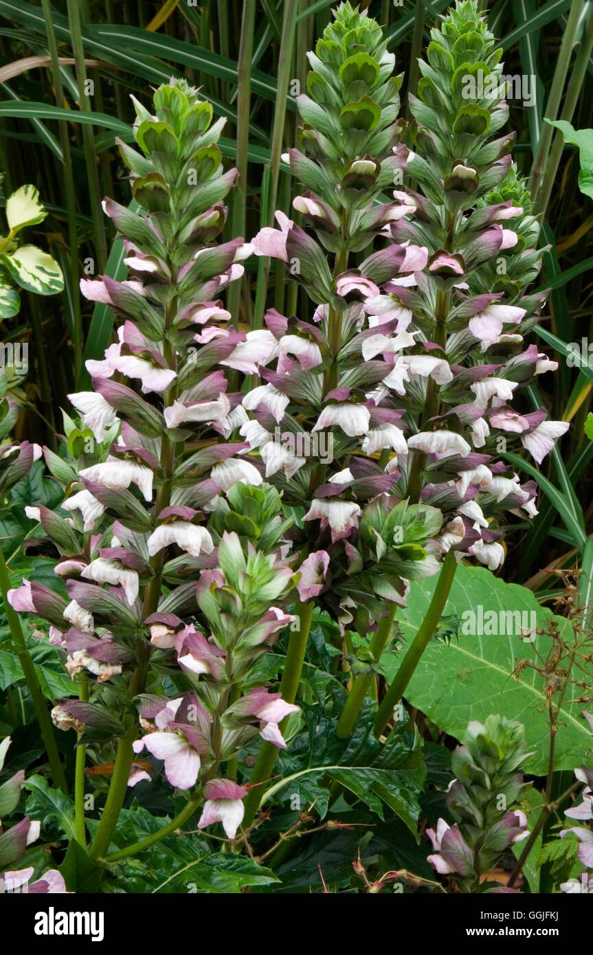 252013 hi-res stock photography and images - Alamy