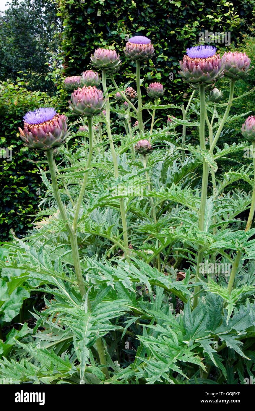 252017 hi-res stock photography and images - Alamy