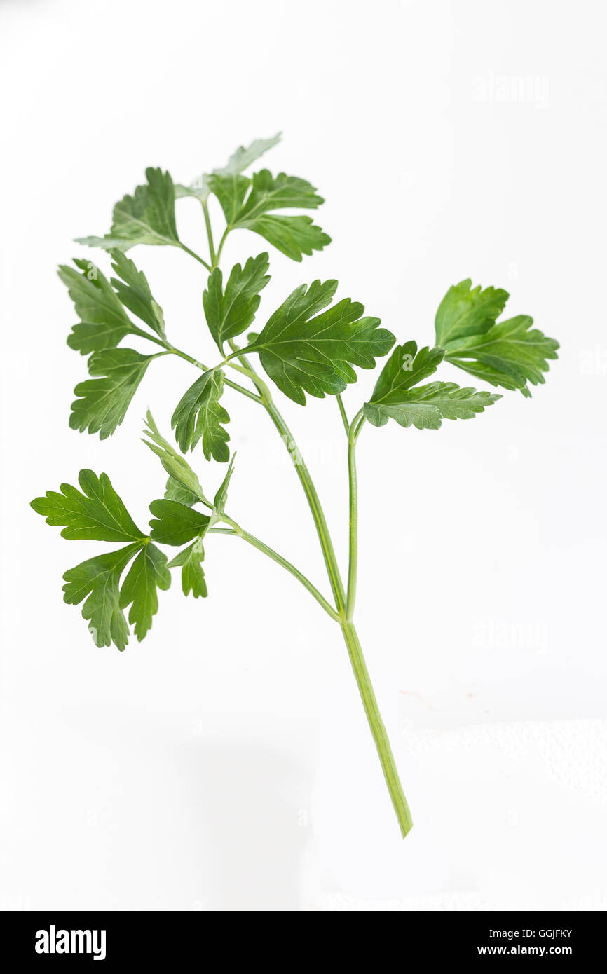 Bundle of parsley hi-res stock photography and images - Alamy