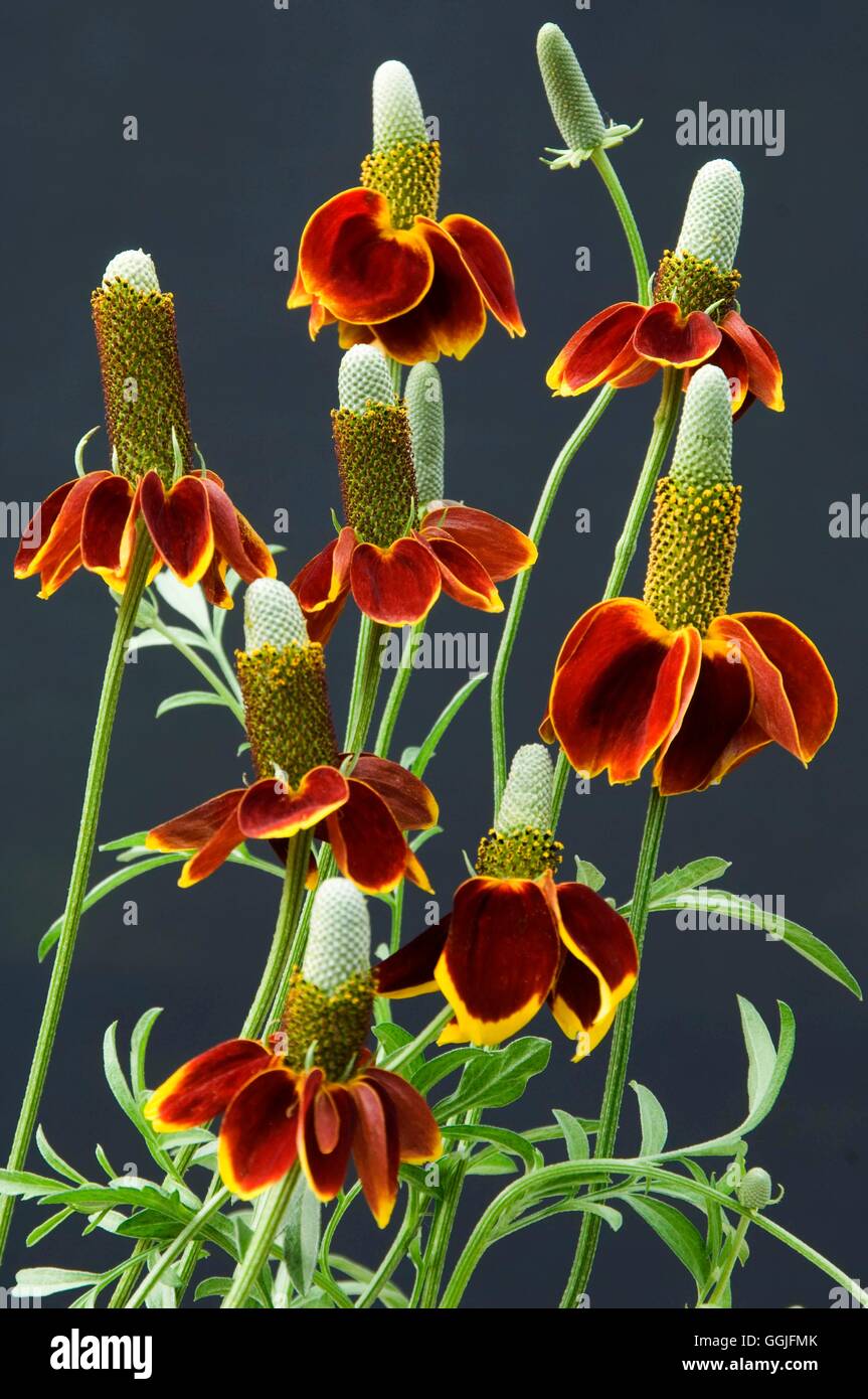 Ratibida columnifera hi-res stock photography and images - Alamy