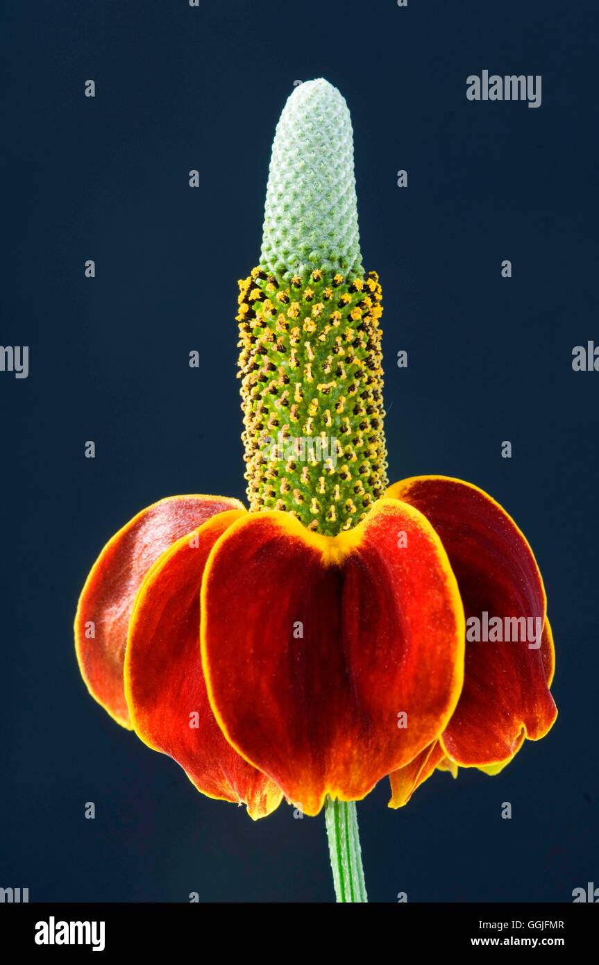 Ratibida columnifera red midget hi-res stock photography and images - Alamy