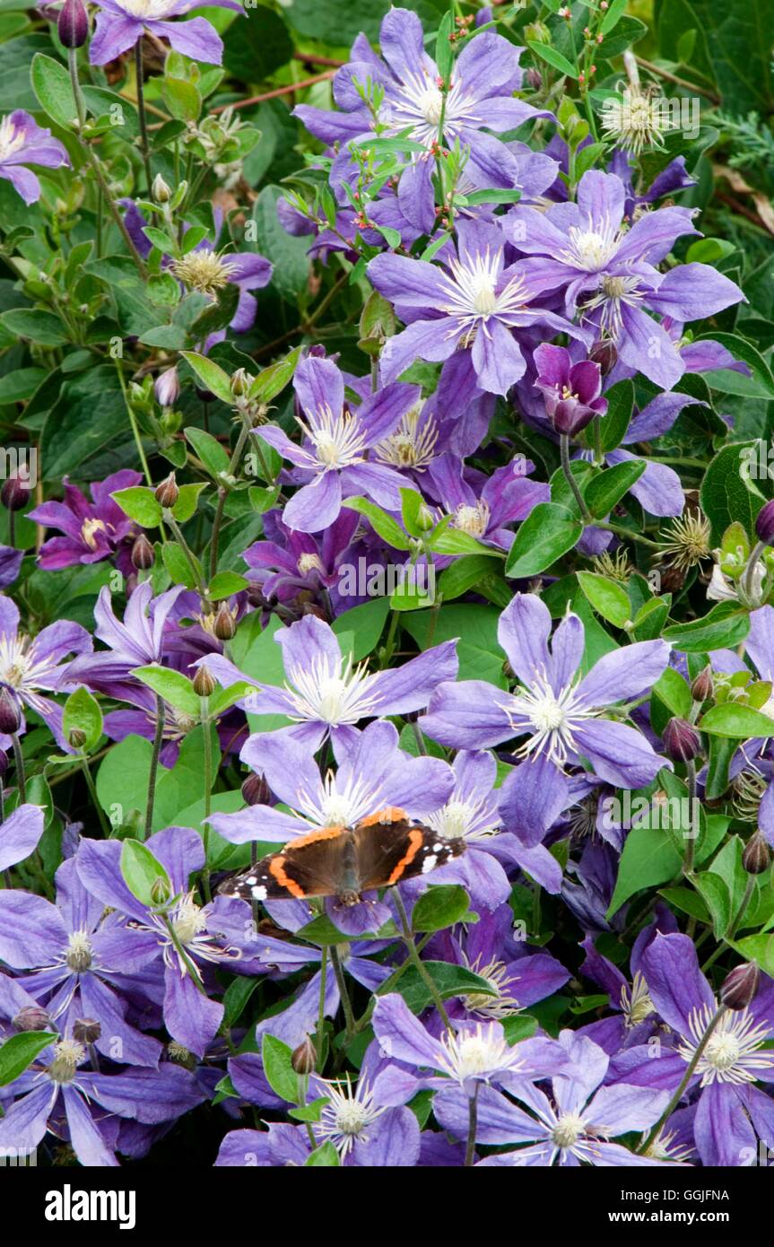 Clematis 'Arabella'- with Butterfly MIW252052 Stock Photo - Alamy