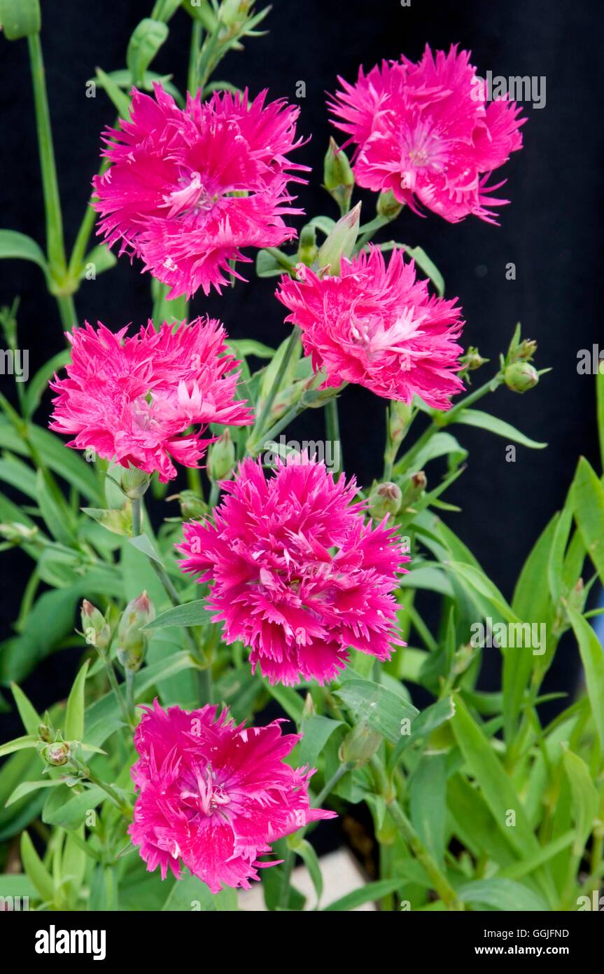Dianthus x hybrida 'Elegance Pink' MIW252054 Stock Photo - Alamy
