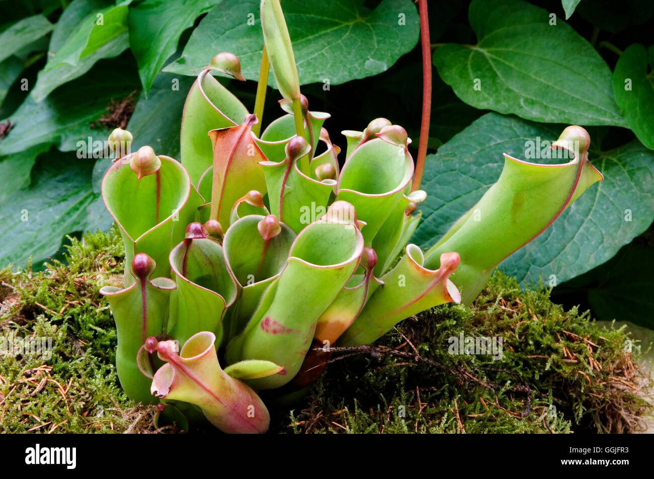 Heliamphora heliamphora heterodoxa hi-res stock photography and images ...