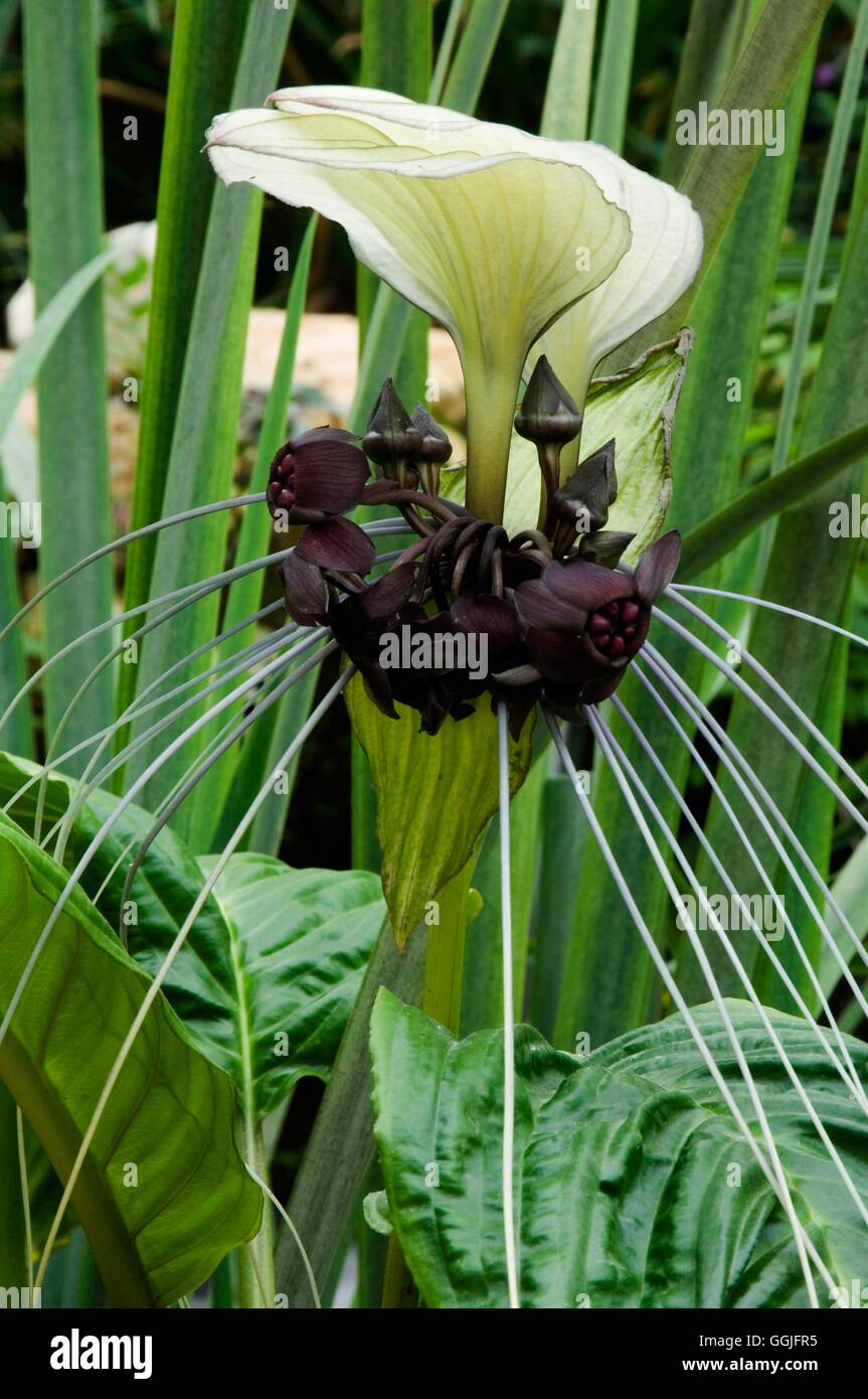 Tacca chantrieri- - Bat Plant ""Devil's Flower""" MIW252092 Stock Photo ...