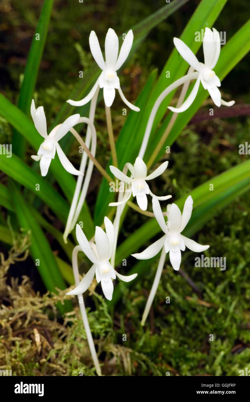 Neofinetia falcata hi-res stock photography and images - Alamy