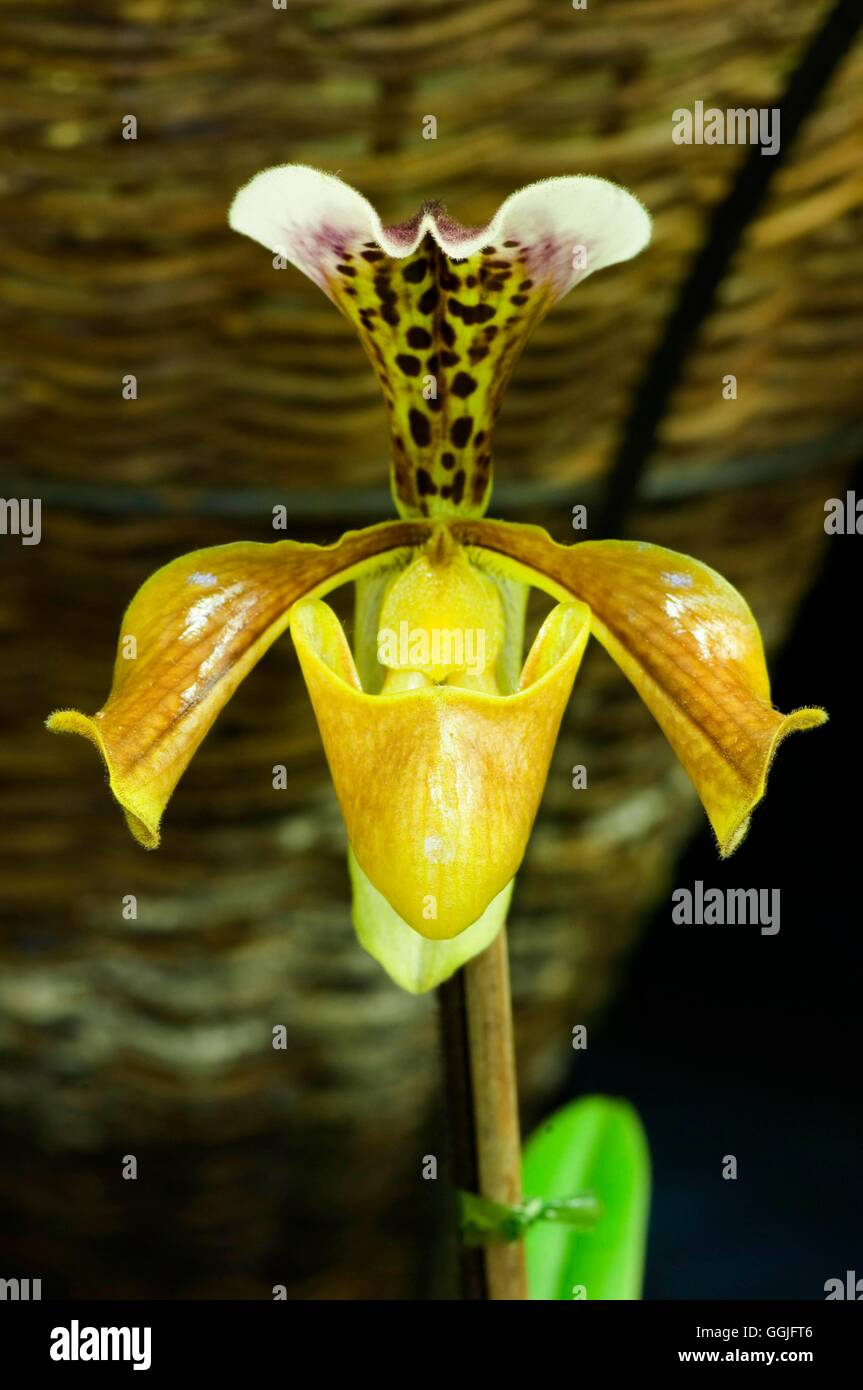 Paphiopedilumgratixianum hi-res stock photography and images - Alamy