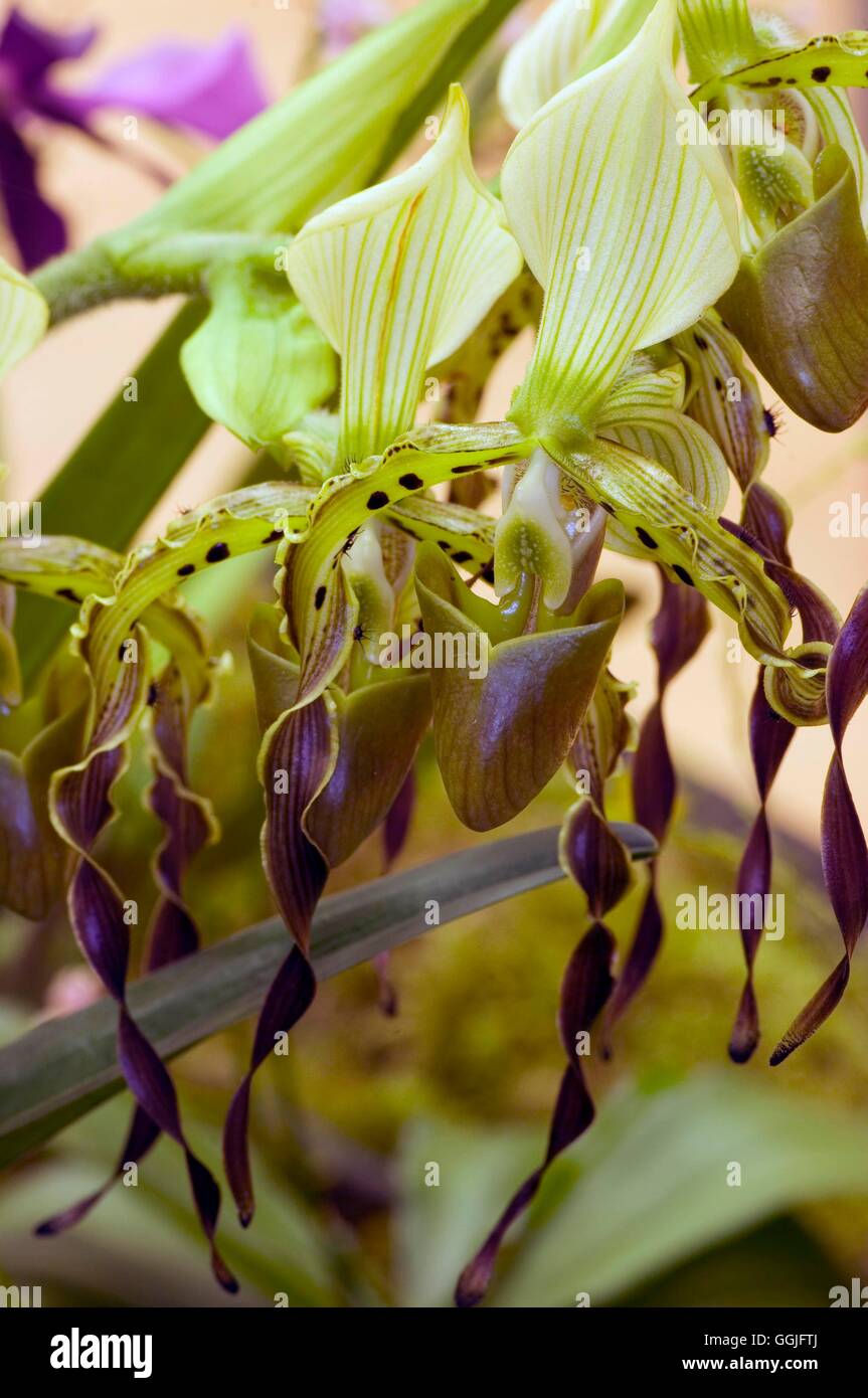 Paphiopedilumparishii hi-res stock photography and images - Alamy