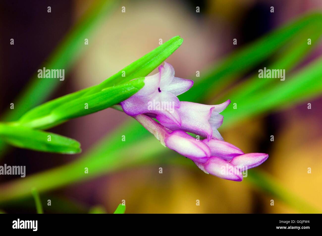 Isochilus linearis hi-res stock photography and images - Alamy