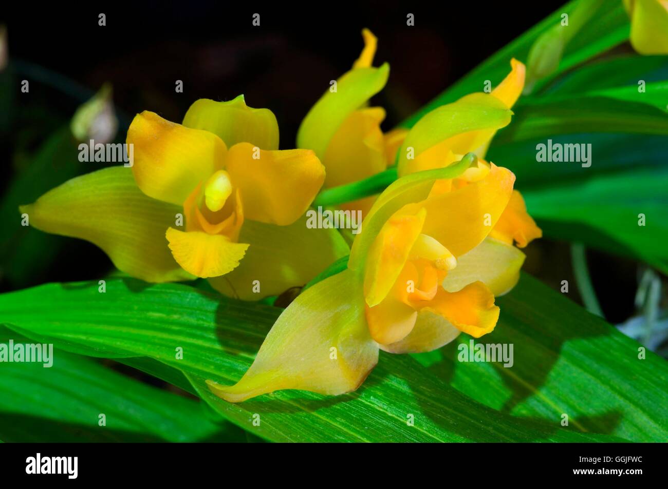 Lycaste hi-res stock photography and images - Alamy