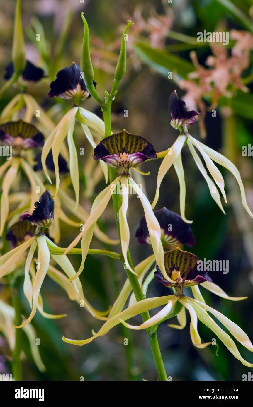 Prosthechea cochleata hi-res stock photography and images - Alamy