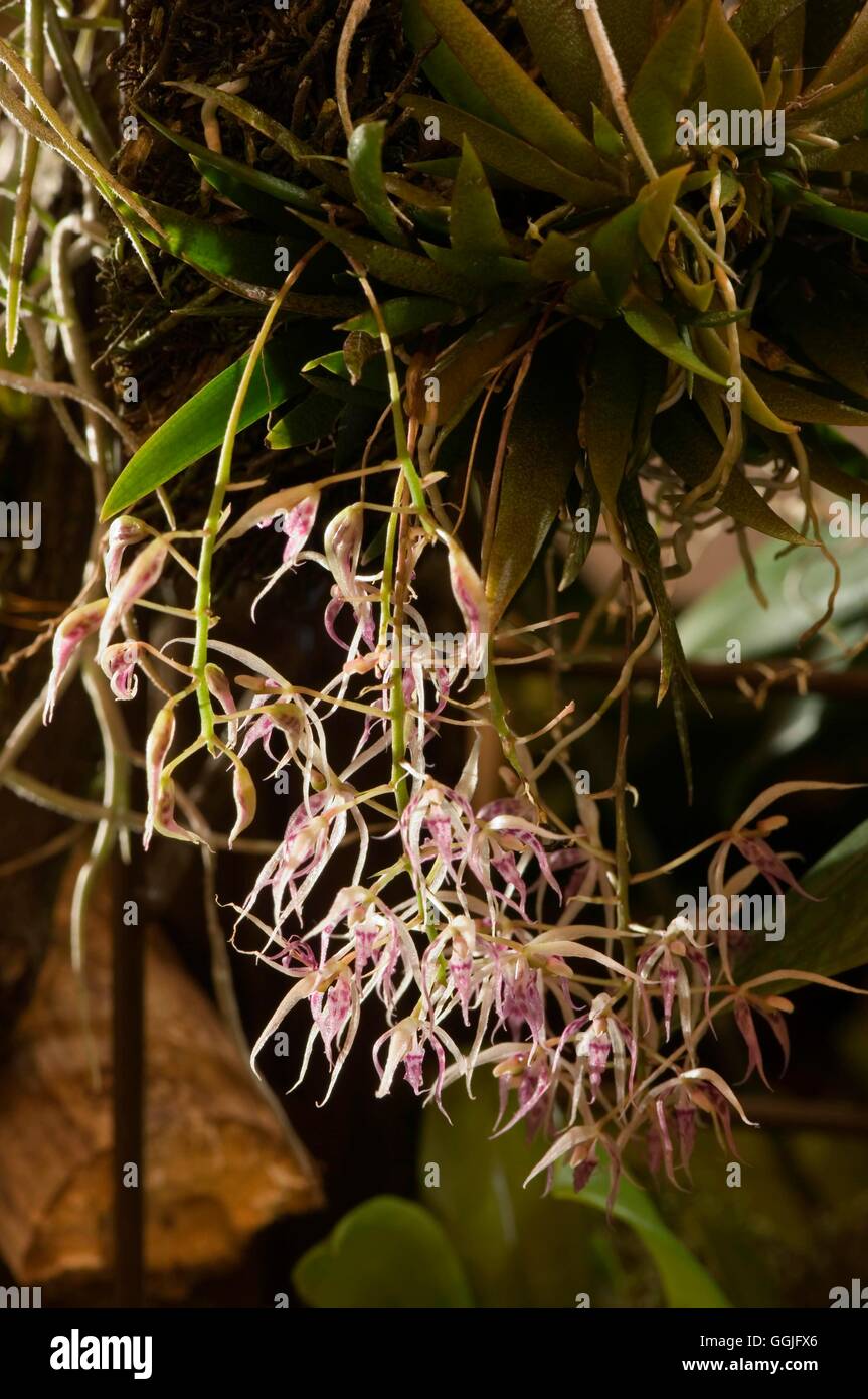 Macroclinium lineare MIW252163 Stock Photo - Alamy