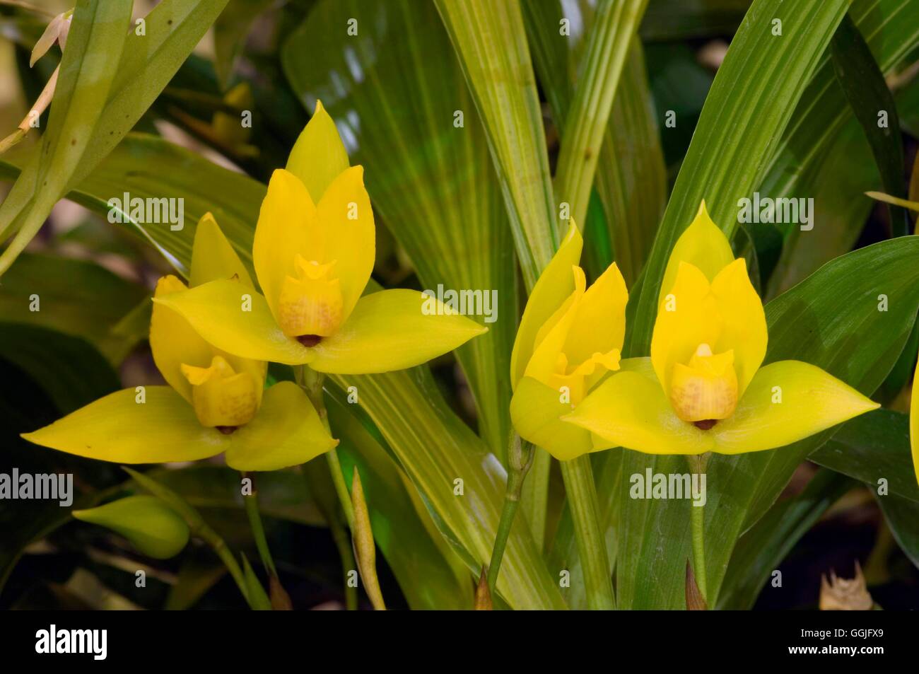 Lycaste hi-res stock photography and images - Alamy
