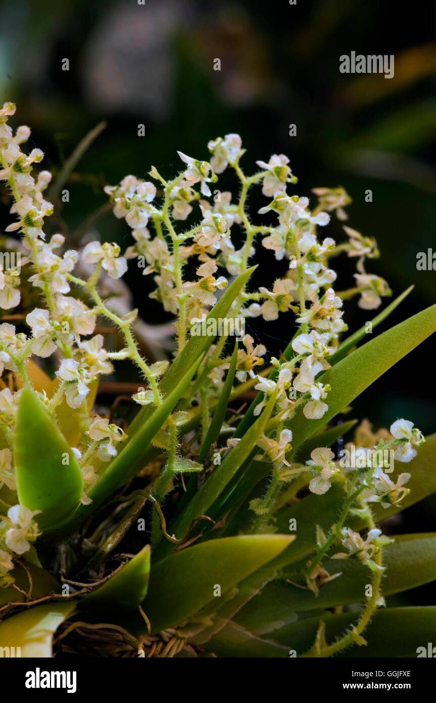 Ornithocephalus hi-res stock photography and images - Alamy