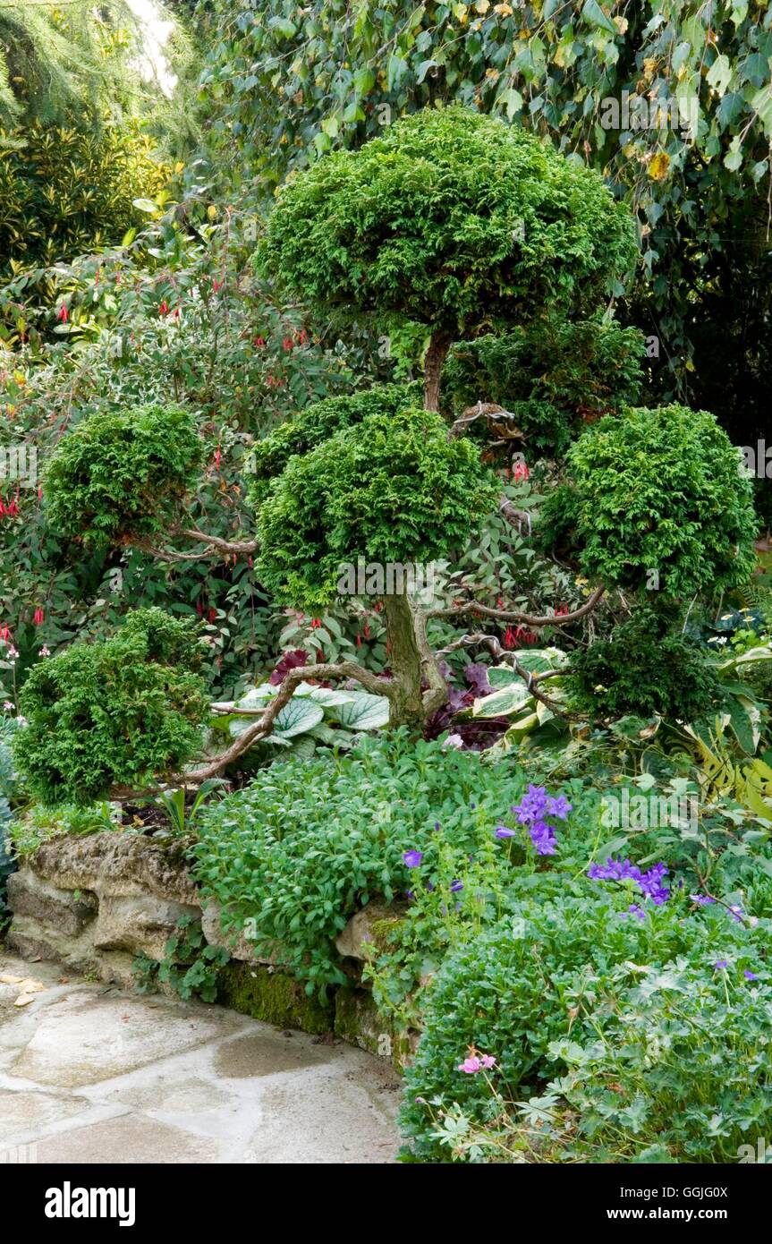 Topiary- - Conifer Cloud pruned MIW252224 Stock Photo - Alamy