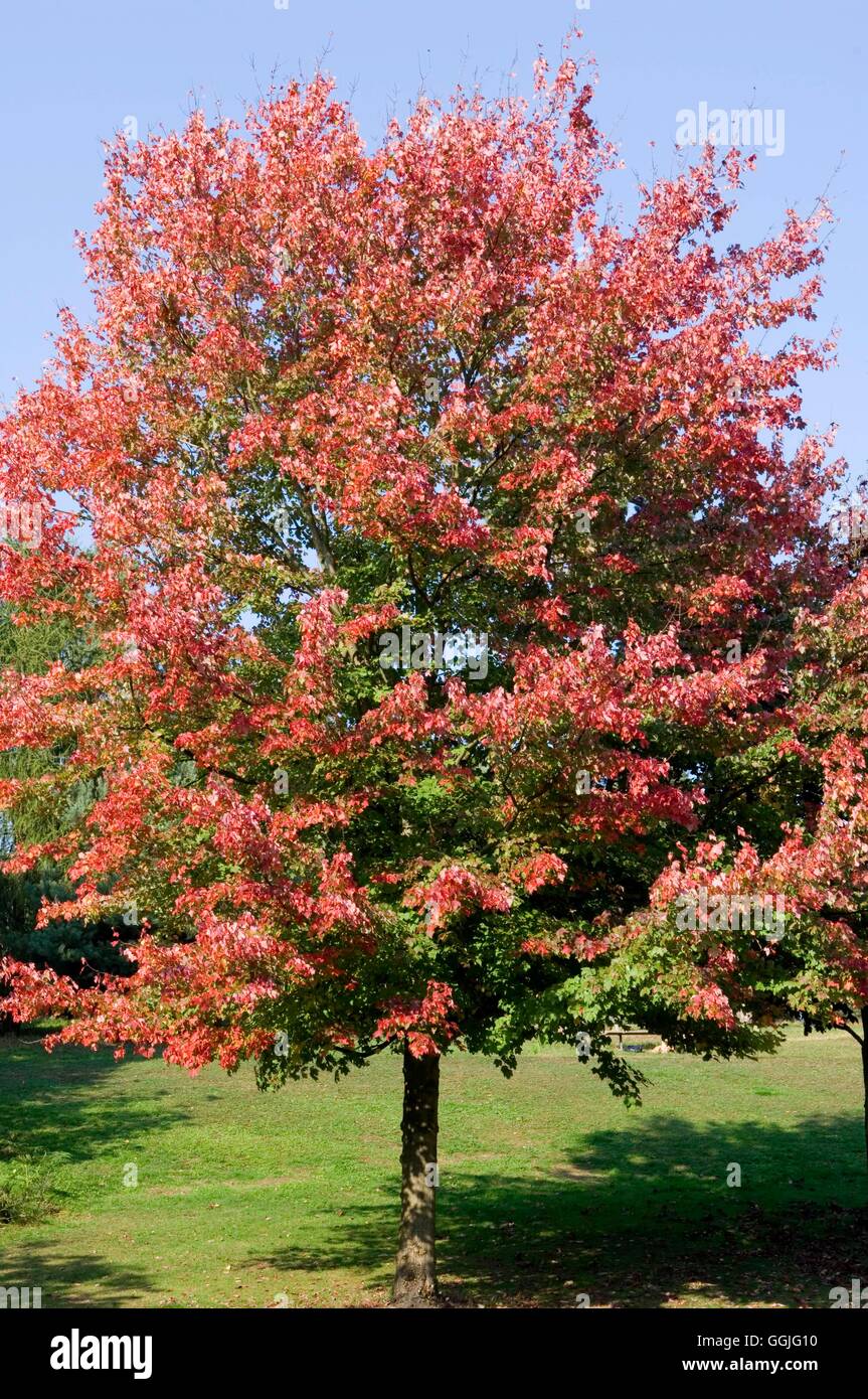 Acer rubrum october glory hi-res stock photography and images - Alamy