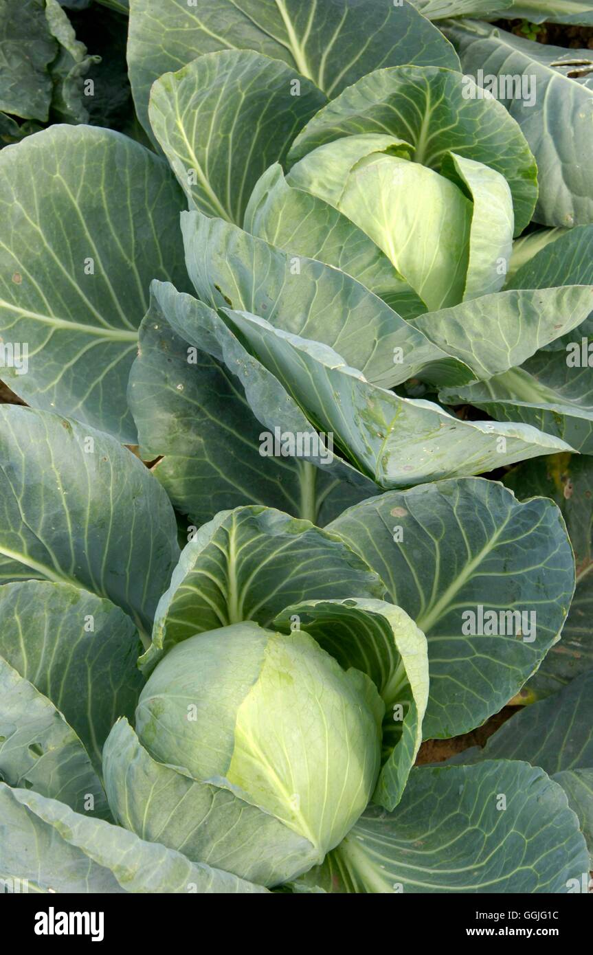 Cabbage minicole hi-res stock photography and images - Alamy