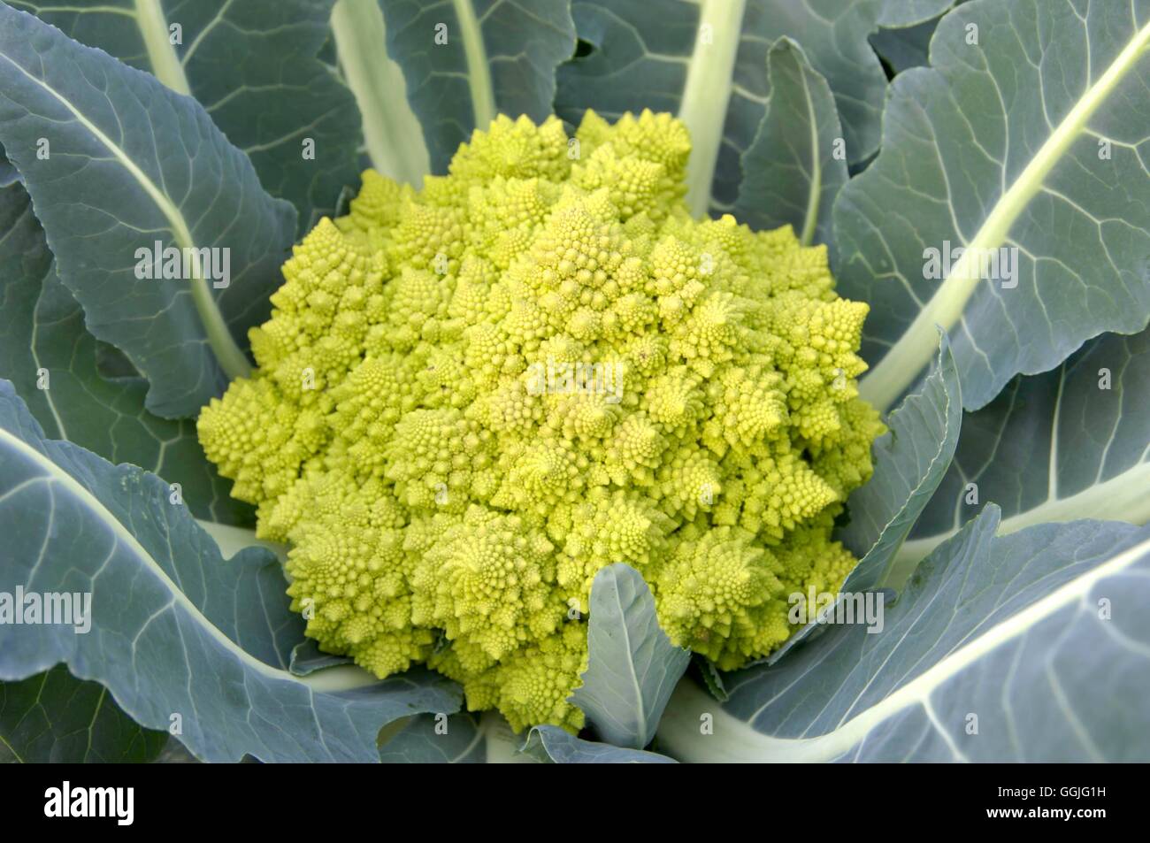 Whitegold hi-res stock photography and images - Alamy