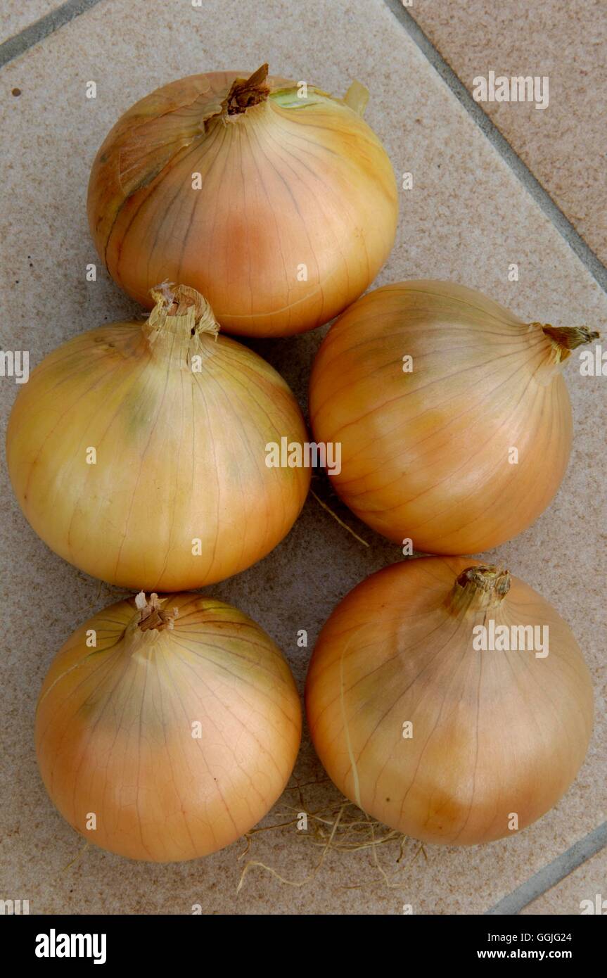 Onion 'Forum' F1 MIW252253 Stock Photo - Alamy