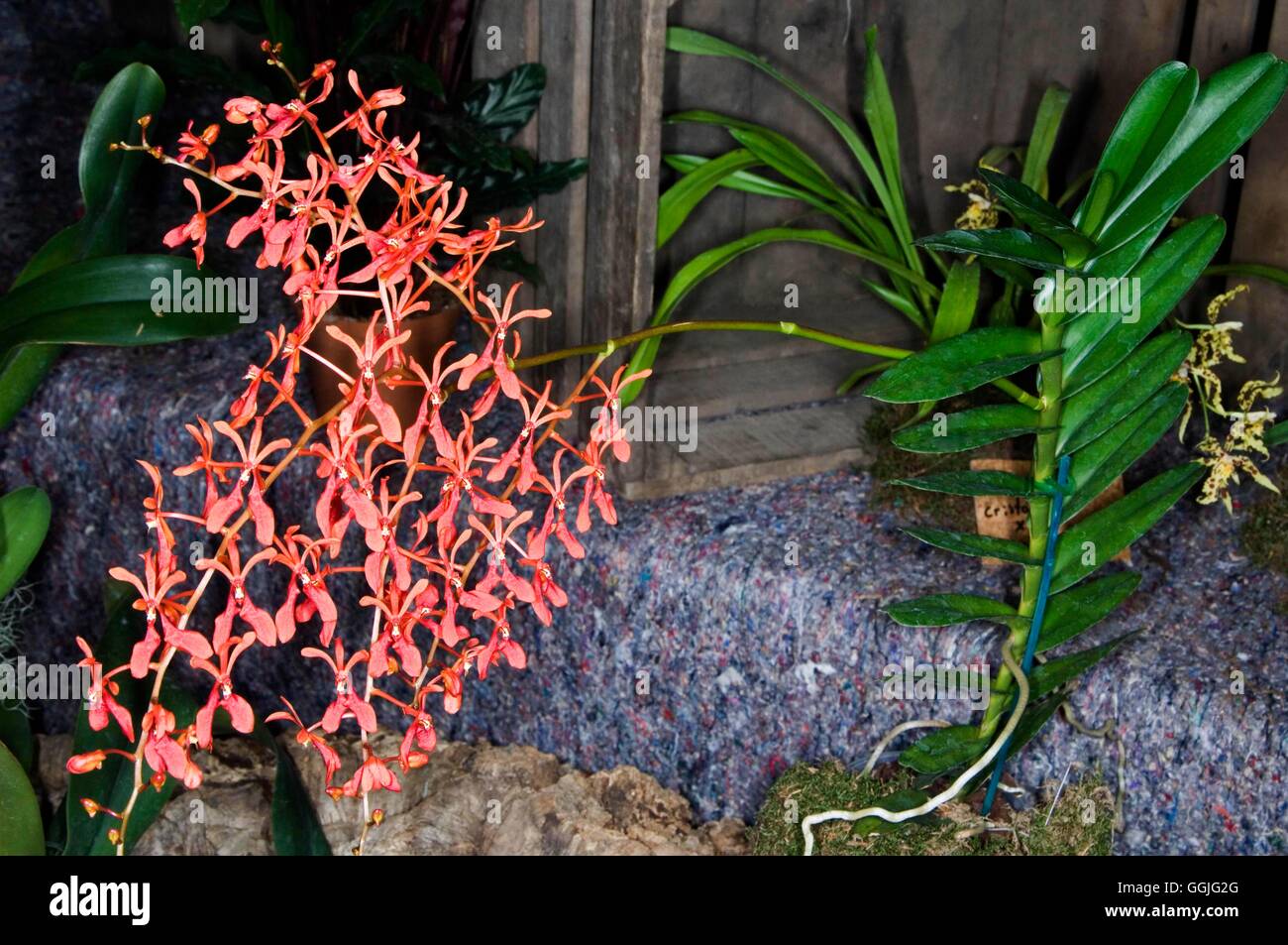 Renanthera philippensis MIW252263 Stock Photo - Alamy