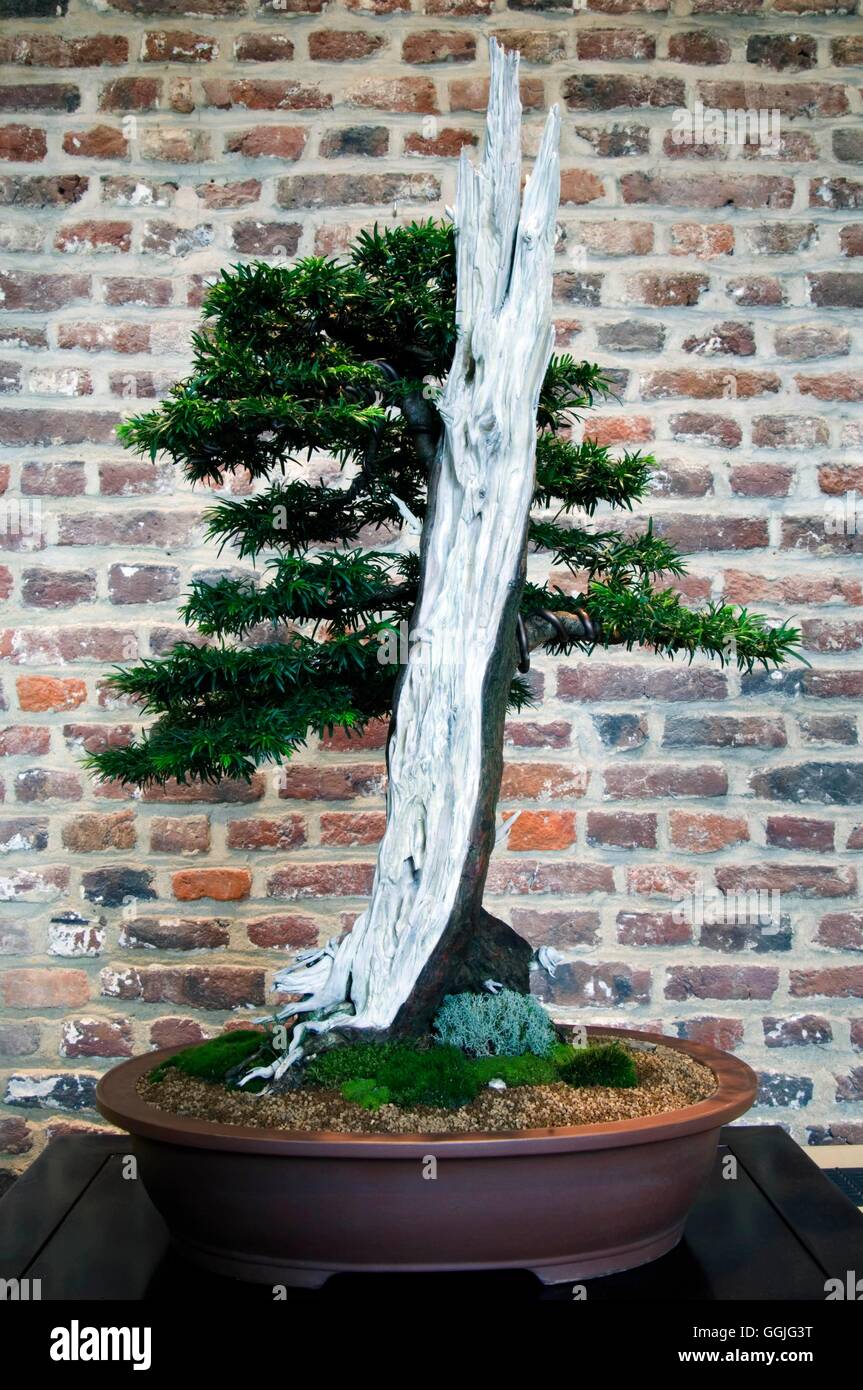 Bonsai- - Taxus baccata (Yew) with limewash on old wood MIW252289 ...